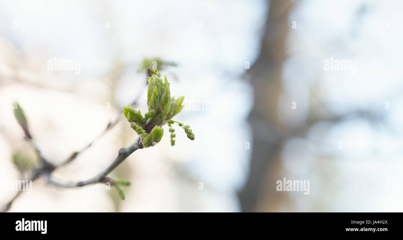 Oak leaf buds hi-res stock photography and images - Alamy