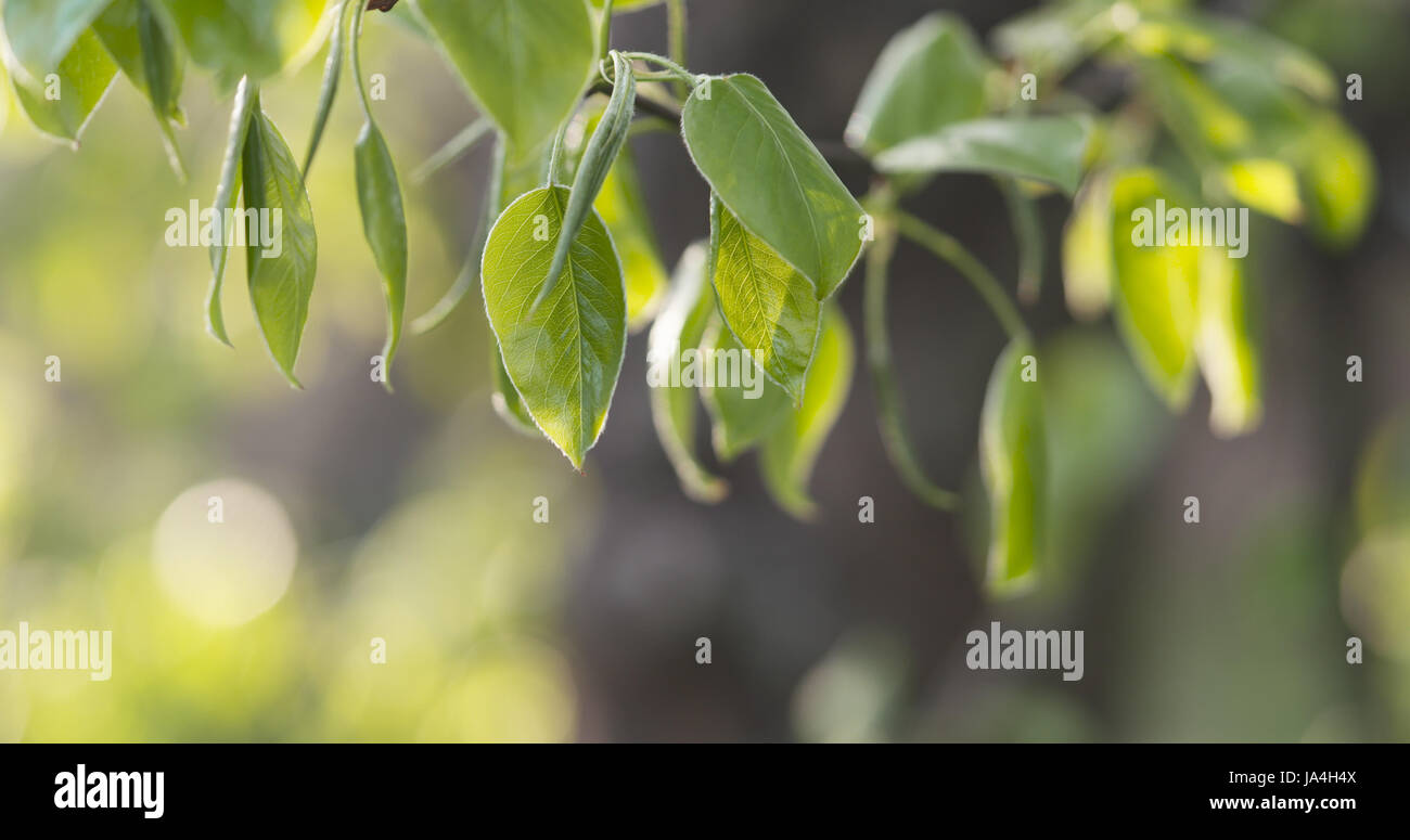 apple tree leaves in spring sunlight Stock Photo - Alamy