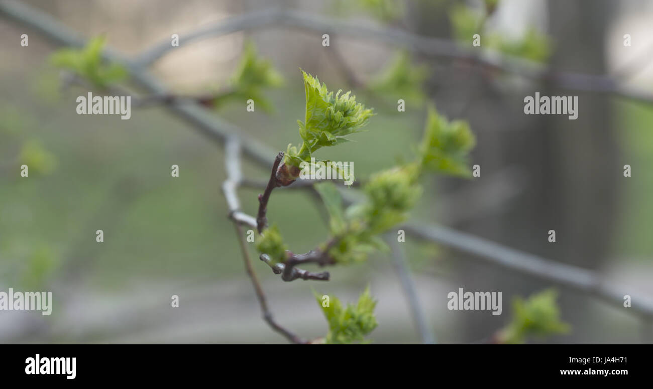 Young hawthorn leaves hi-res stock photography and images - Alamy