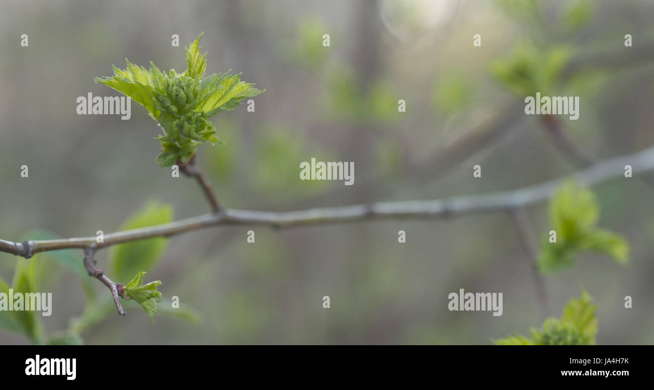 young hawthorn leaves in spring Stock Photo - Alamy