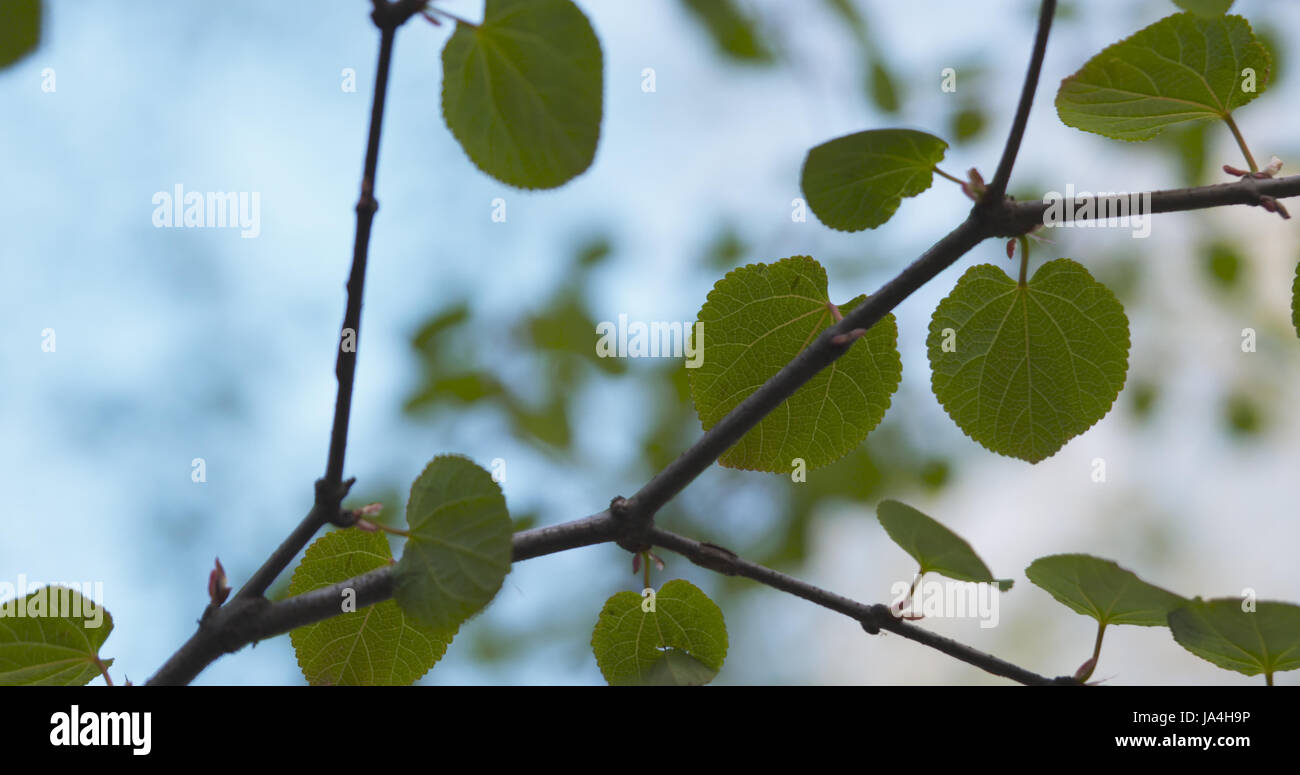 young aspen leaves in spring day Stock Photo - Alamy