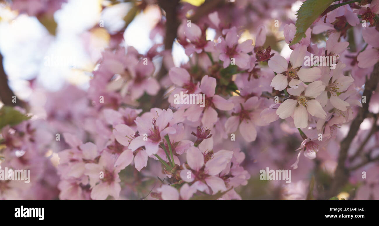 sakura in bloom in sunny spring day Stock Photo - Alamy