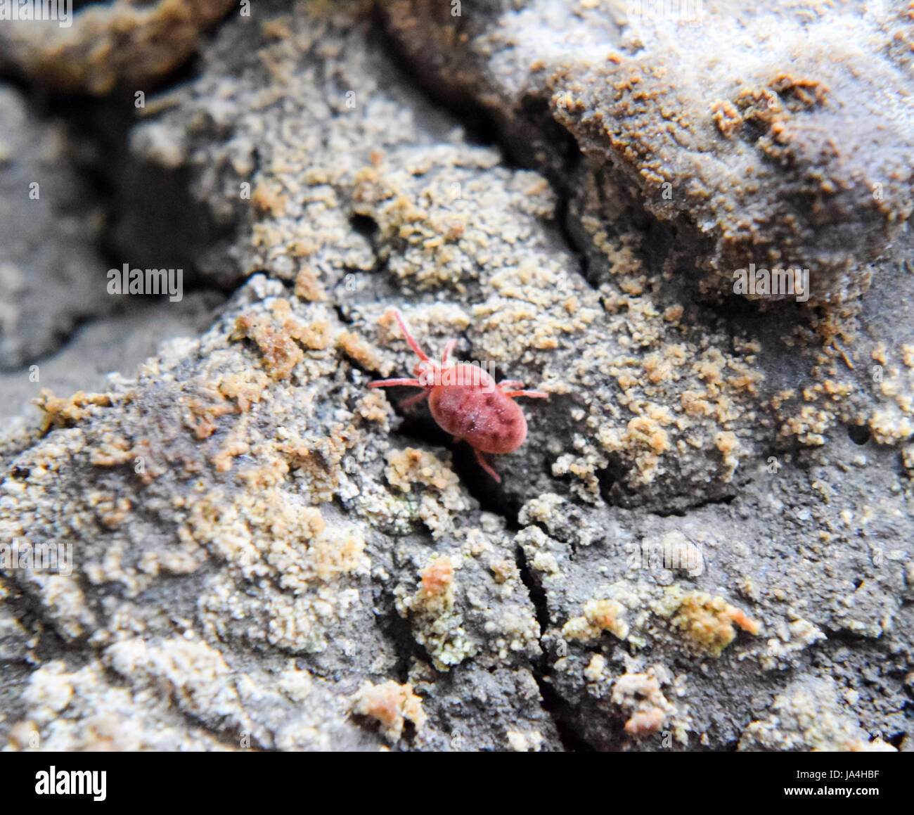 mite. A red velvet mite creeps along the soil Stock Photo - Alamy