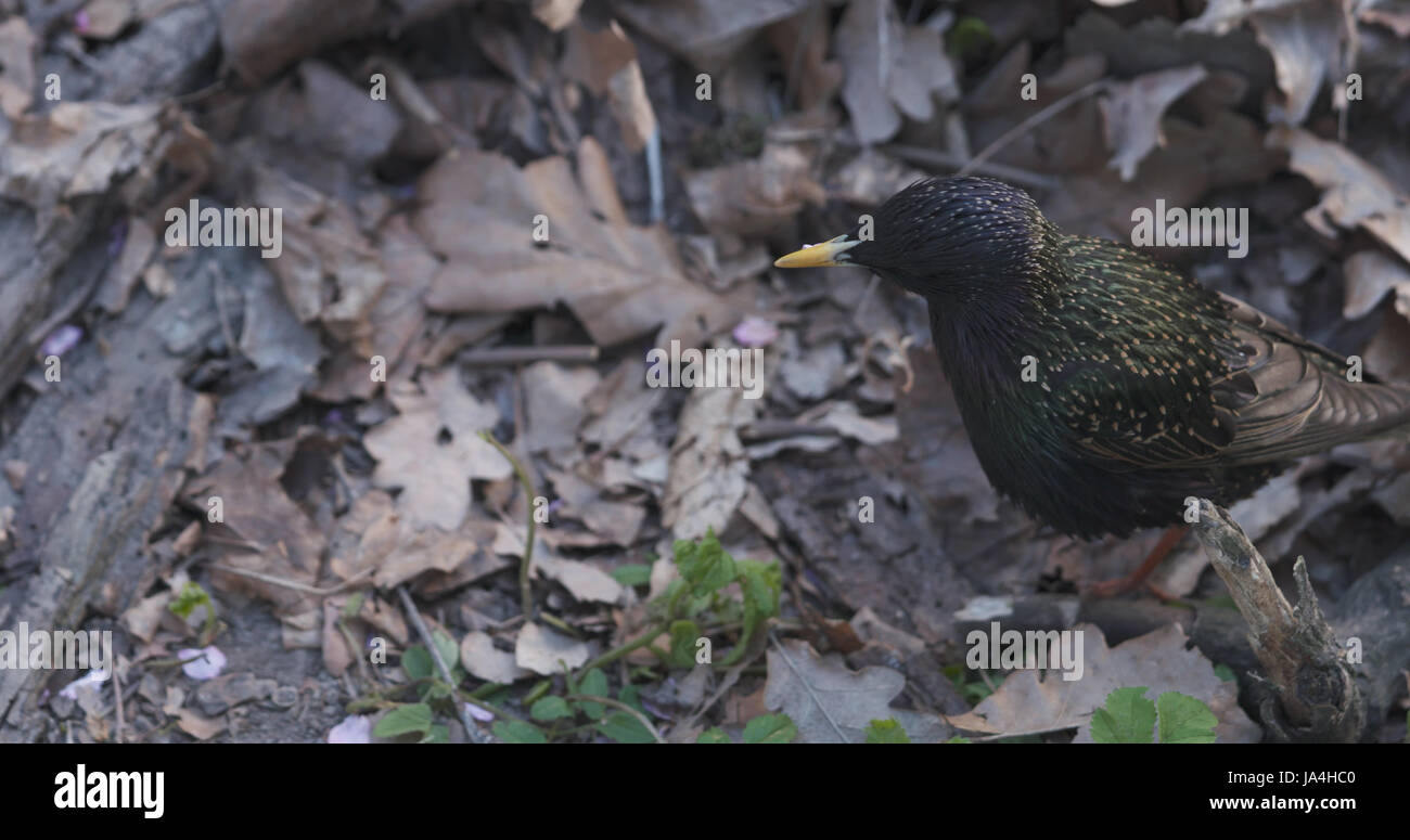 starling bird n ground in spring time Stock Photo - Alamy