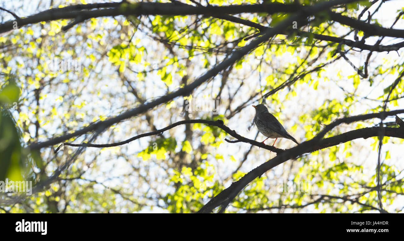 thrush bird on tree in spring sunny day Stock Photo - Alamy