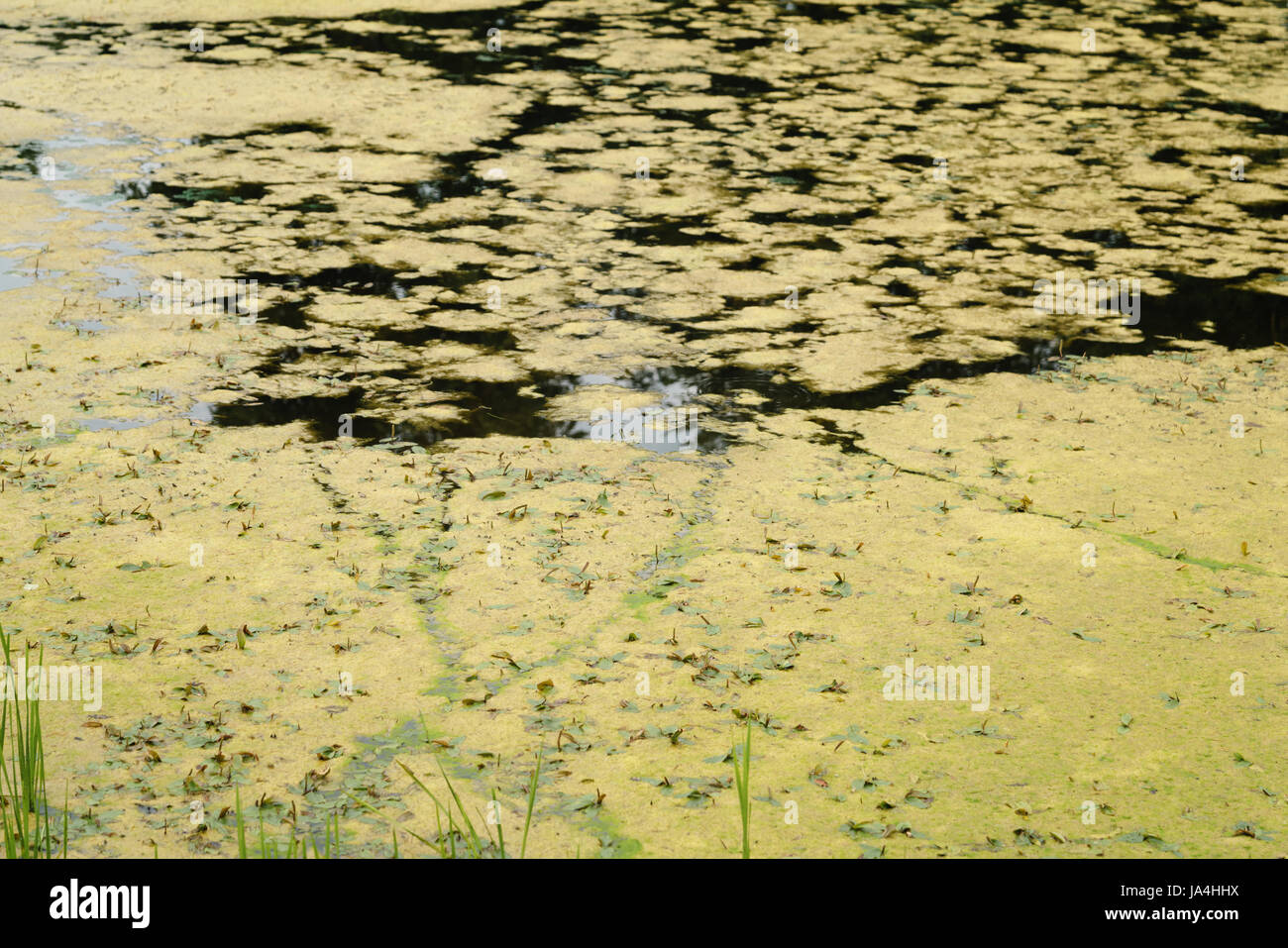 algae in pond in summer Stock Photo - Alamy