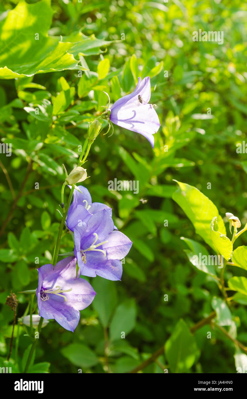Flowering bellflower, close-up Stock Photo - Alamy