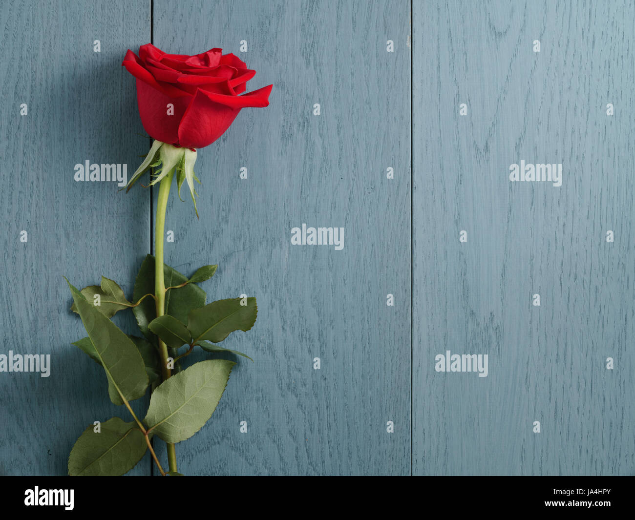 Red rose from above hi-res stock photography and images - Alamy