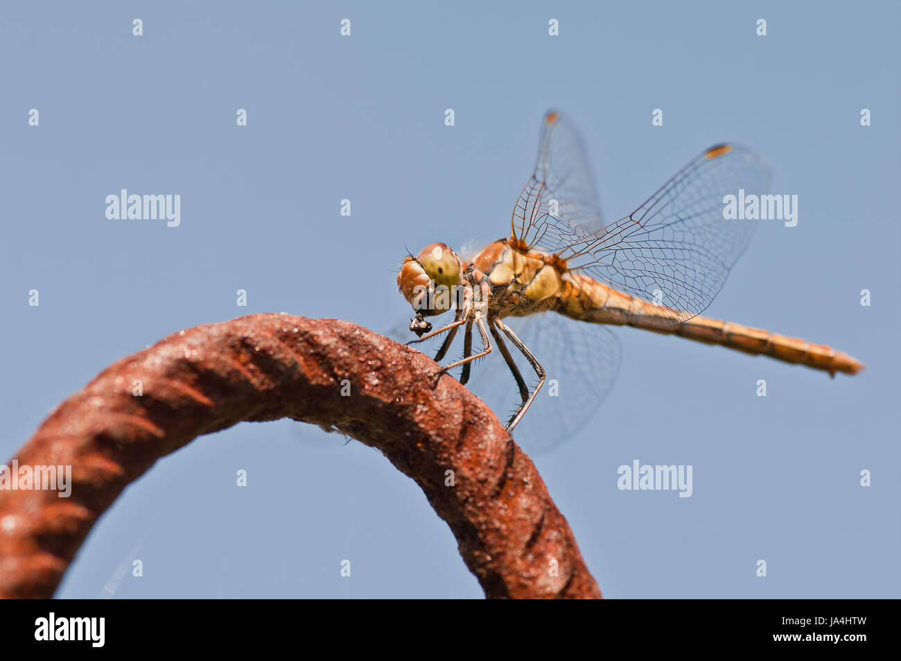 insect, wing, dragonfly, helicopter, fly, flies, flys, flying, macro ...