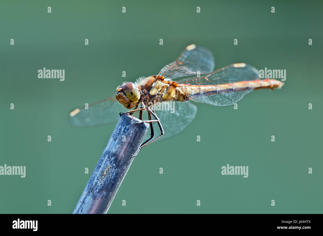 garden, insect, wing, dragonfly, helicopter, gardens, fly, flies, flys ...