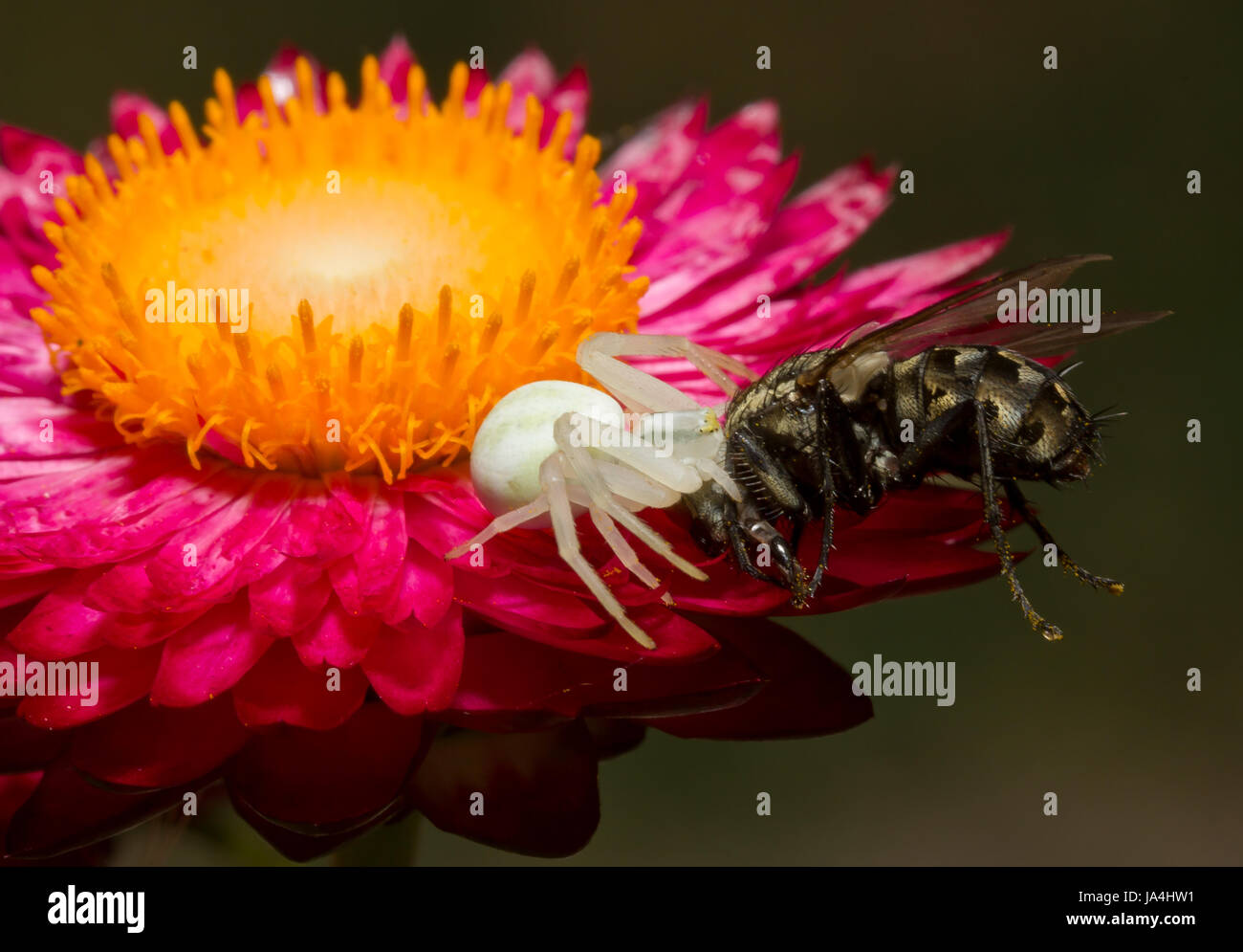 Insects flower flowers plant hi-res stock photography and images - Alamy