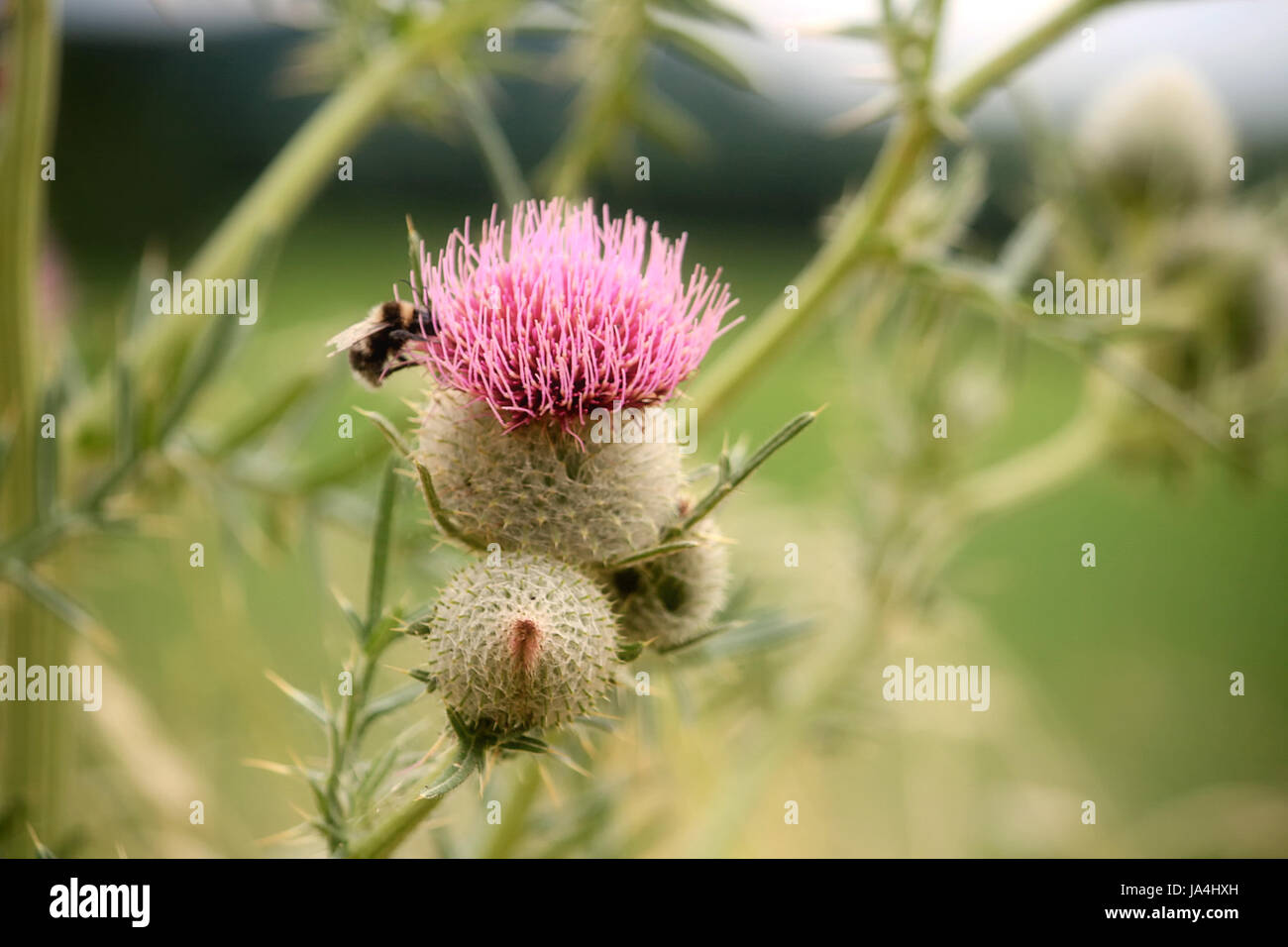 insect, nectar, shape, thistle, focus, structures, structure, collect ...
