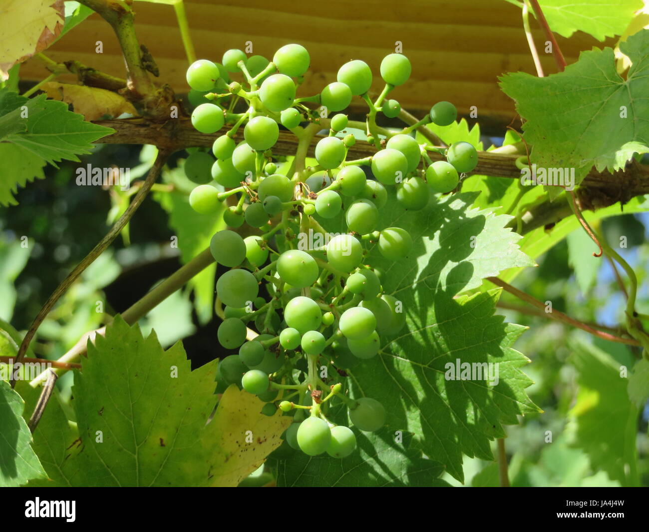 Vine vitis vinifera hi-res stock photography and images - Alamy