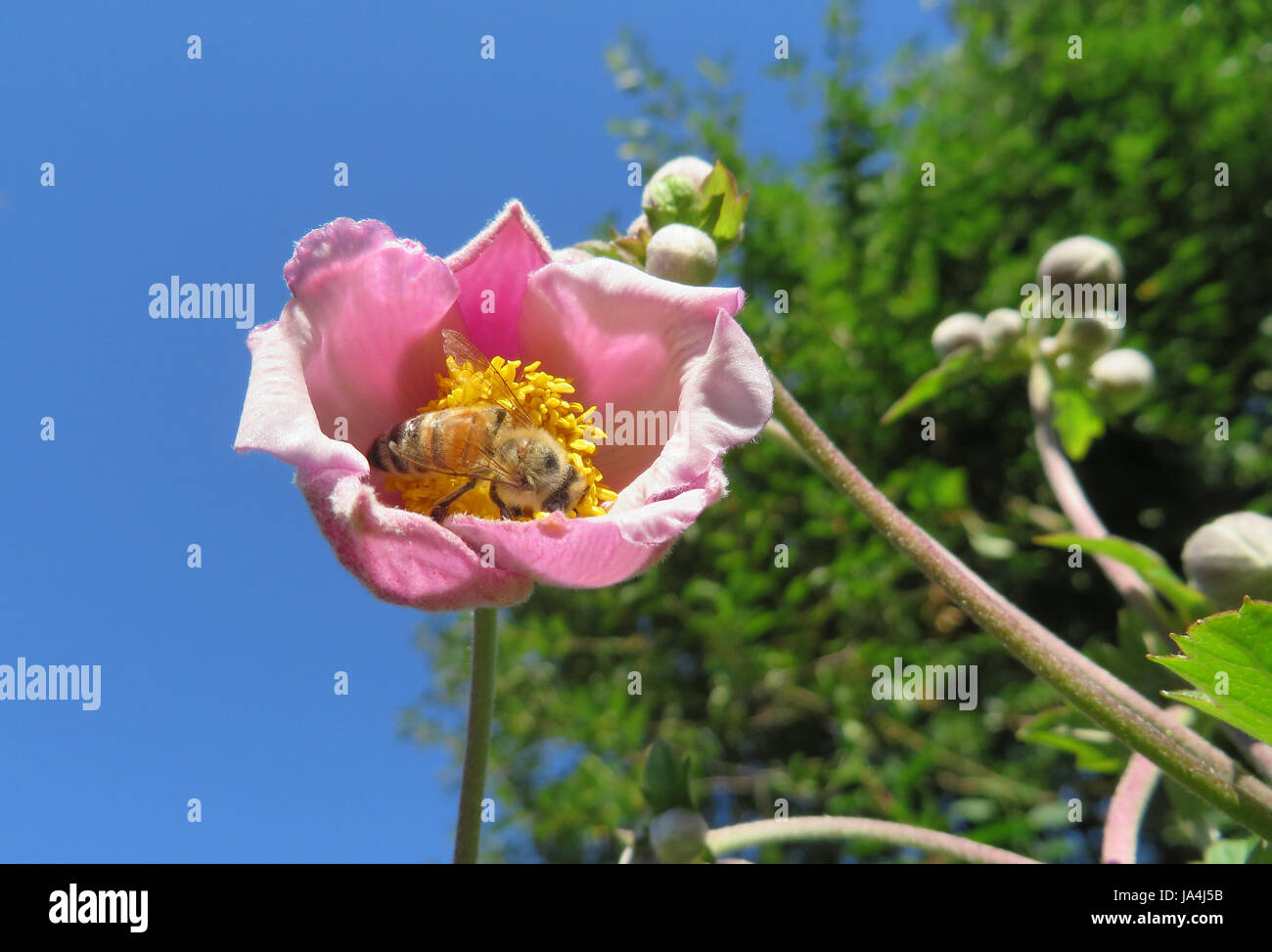 flower, plant, bud, anemone, yellow, pink, insect, bee, fall, autumn ...