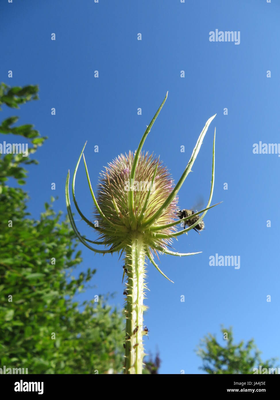 flower, plant, bloom, blossom, flourish, flourishing, teasel, thorns ...