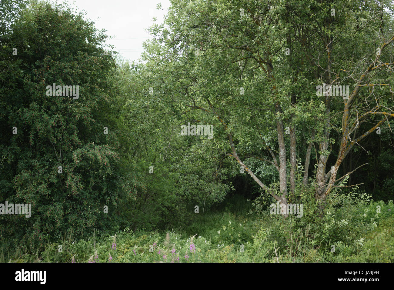 Beauty of country hi-res stock photography and images - Alamy