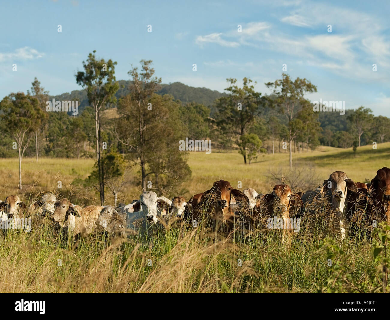 tree, trees, animals, australia, farm, herd, feed, cattle, country ...