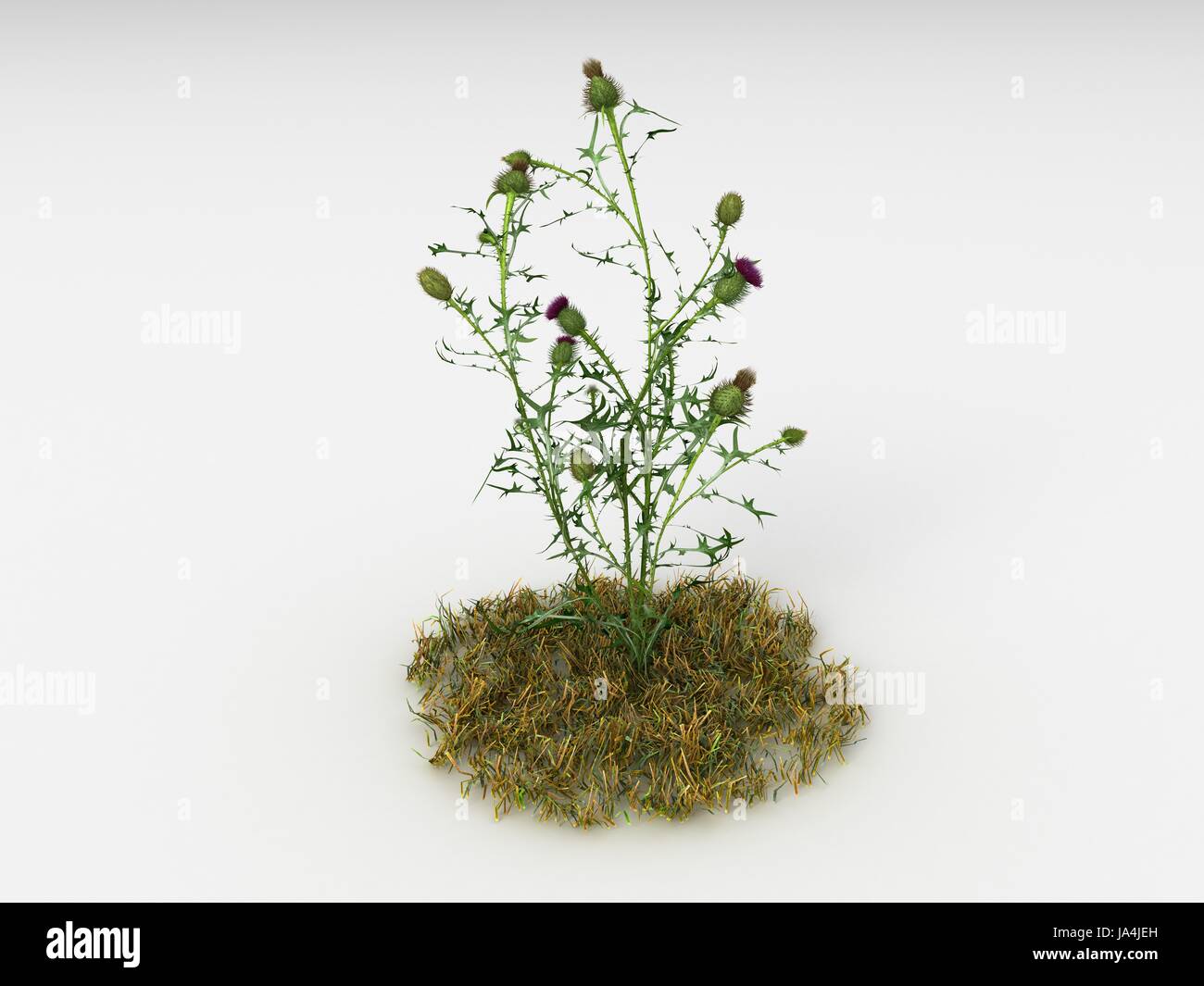 leaf, isolated, closeup, flower, plant, bloom, blossom, flourish ...