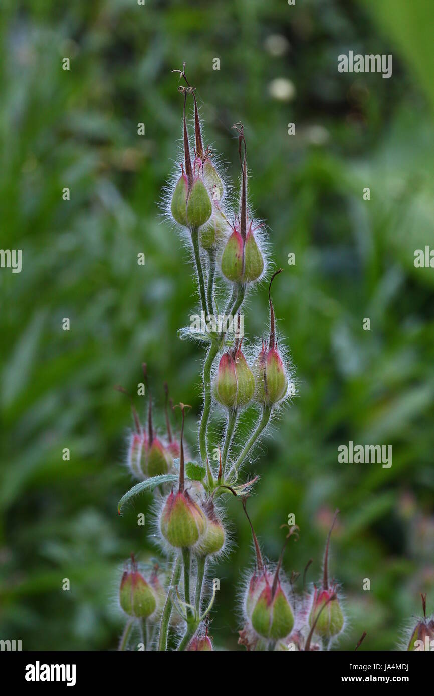 garden, summer, summerly, hairs, stalk, bud, buds, stem, gardens ...