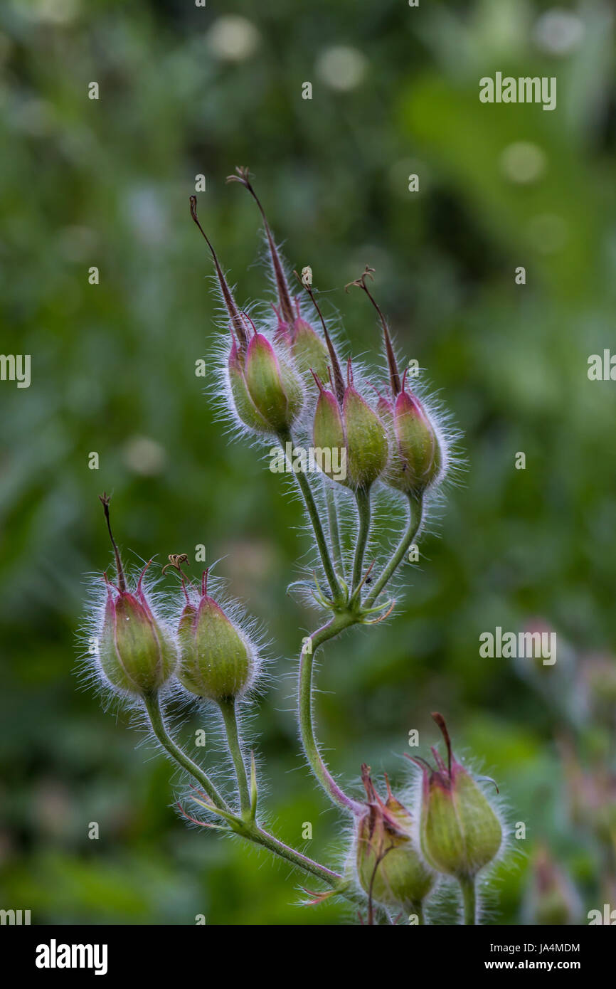 garden, summer, summerly, hairs, stalk, bud, buds, stem, gardens ...