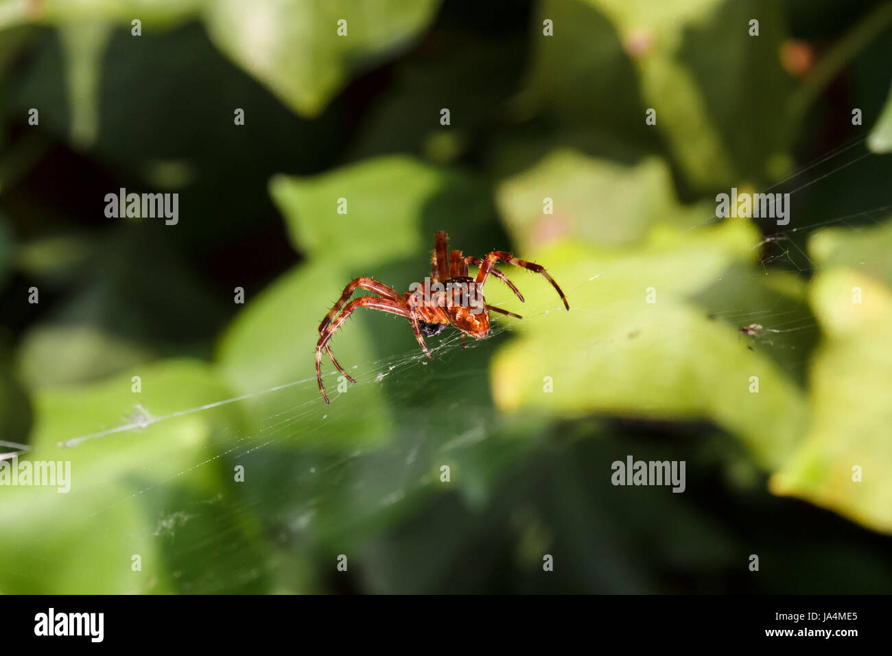 spider from behind Stock Photo - Alamy