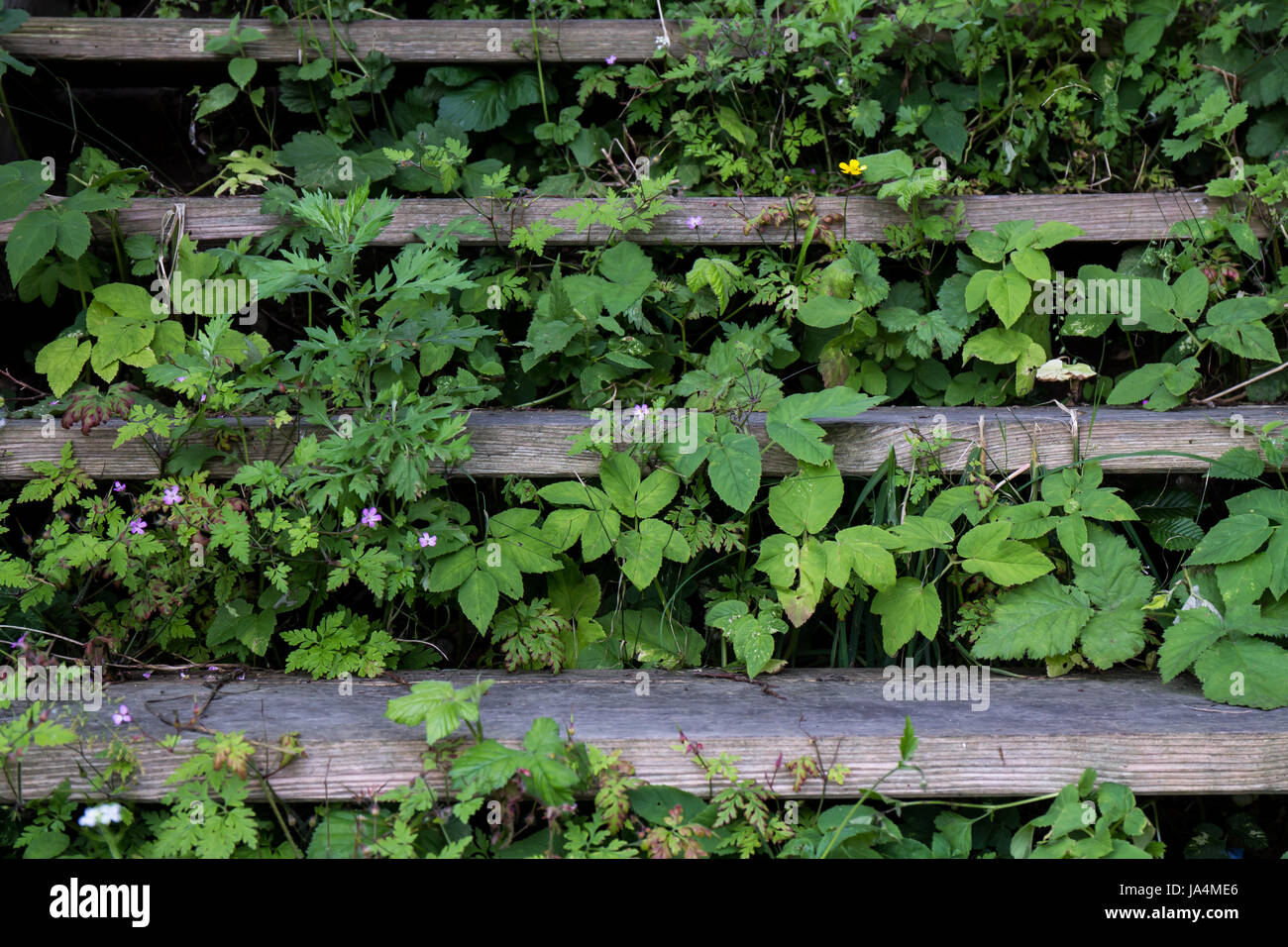 stairs, weed, railing, green stuff, overgrows, execrated, rank growth ...