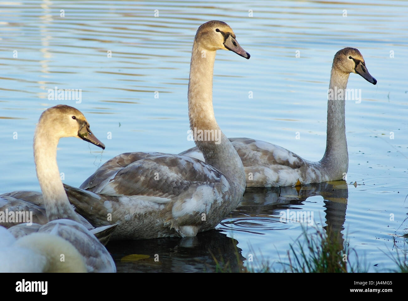 Three Young Swans High Resolution Stock Photography and Images - Alamy