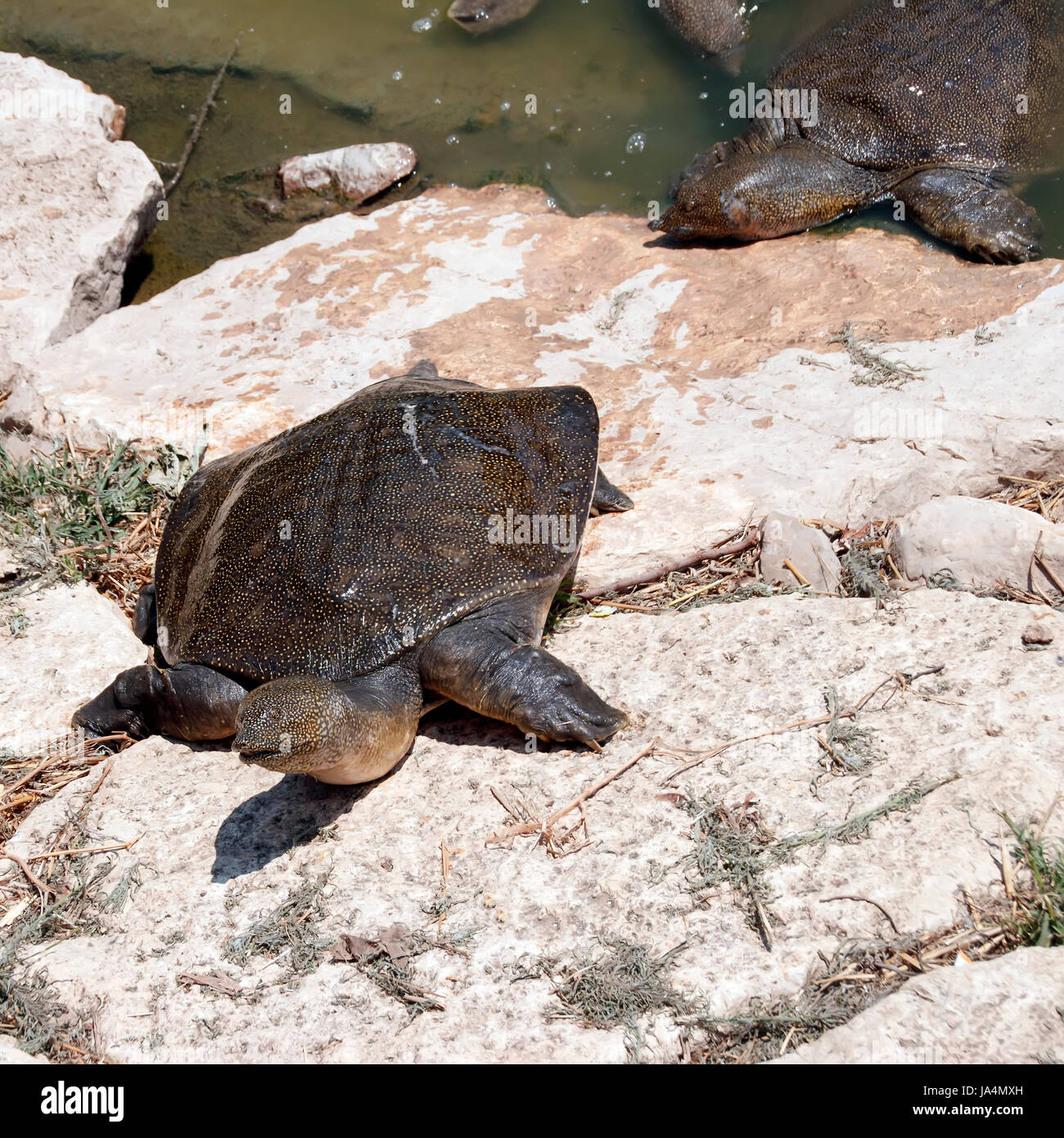 Wattle-necked softshell turtle Stock Photo - Alamy
