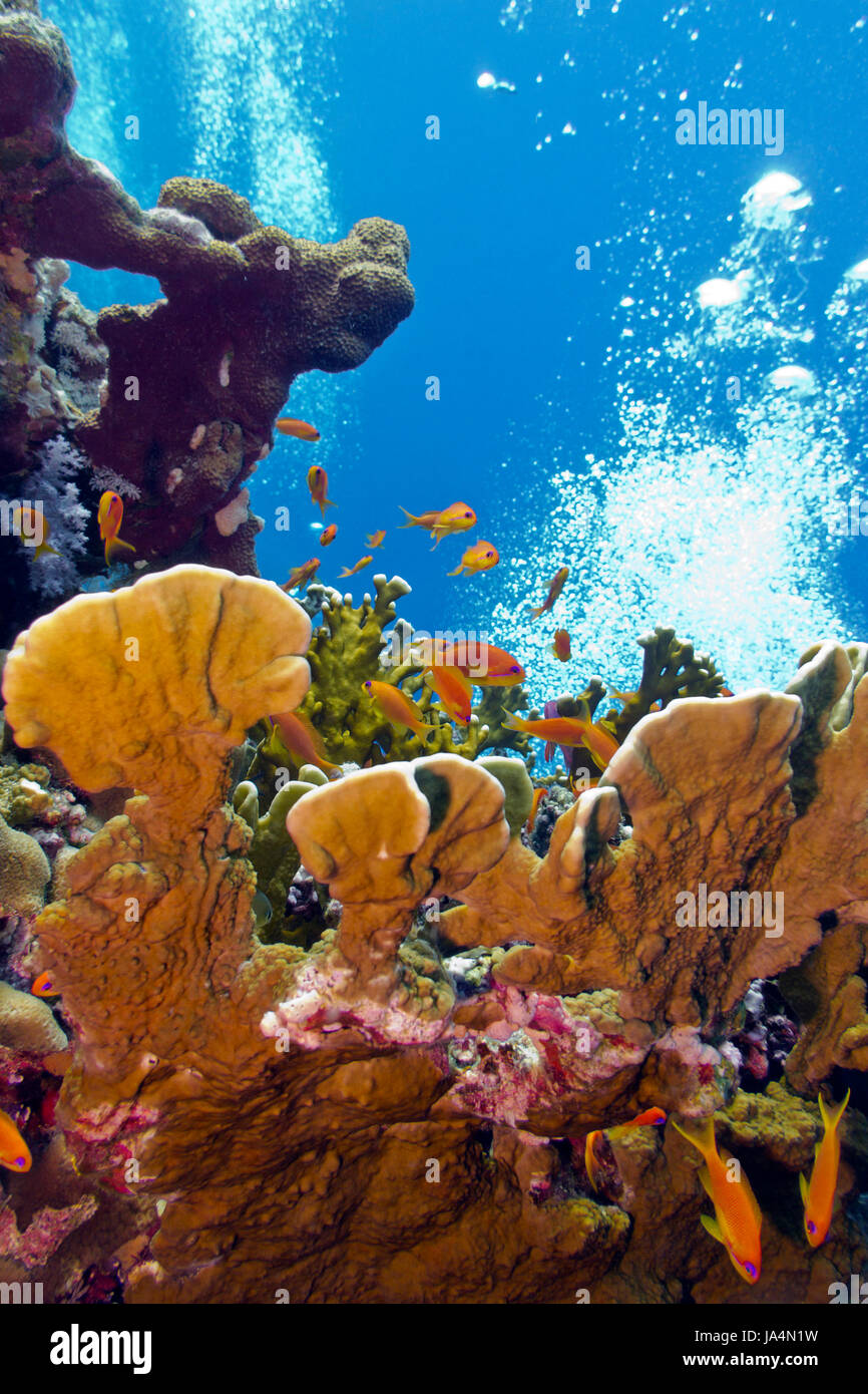 coral reef with great fire coral and exotic fish in tropical sea ...