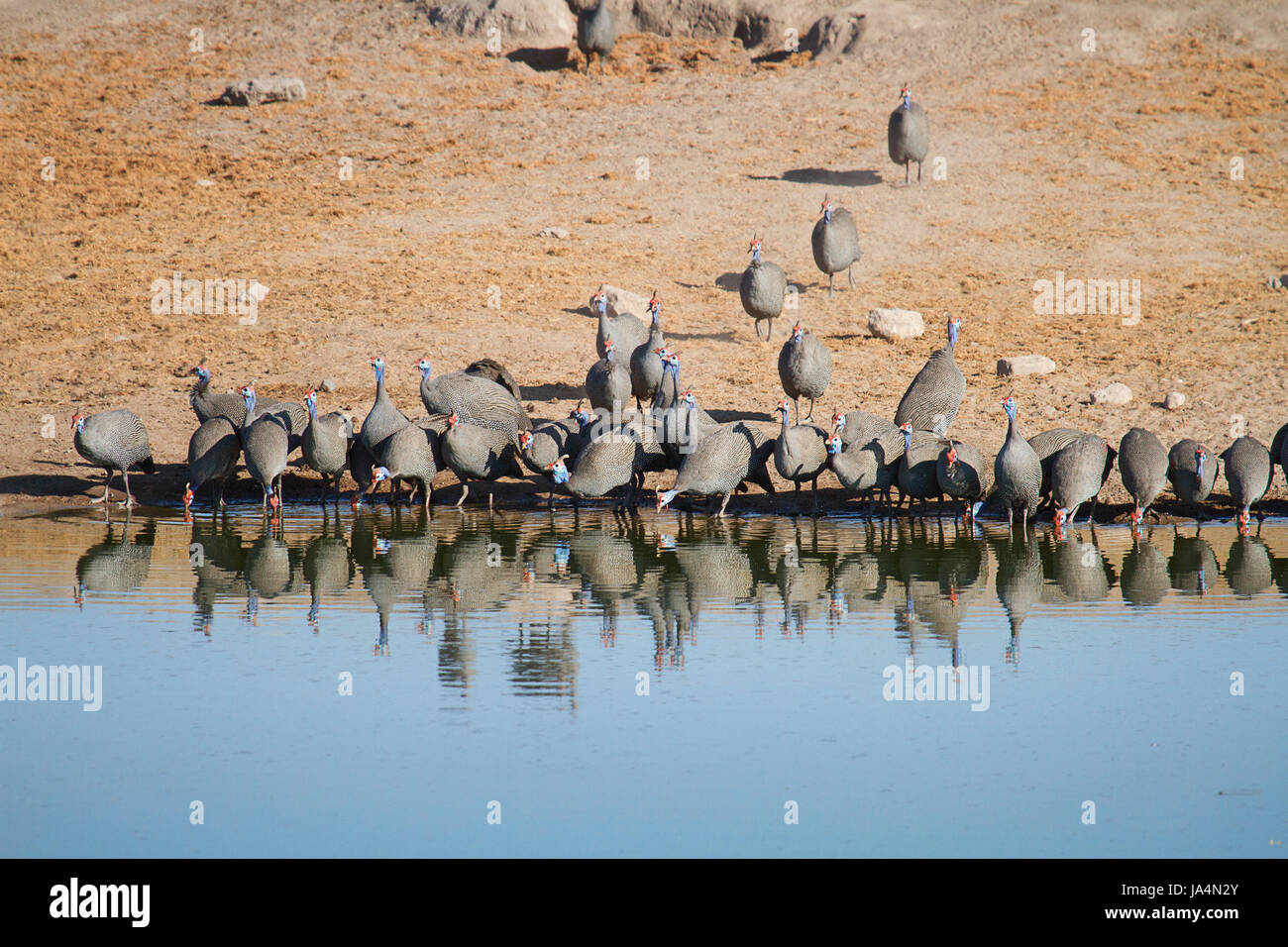 animal, bird, africa, namibia, birds, waterhole, guinea fowl, travel ...
