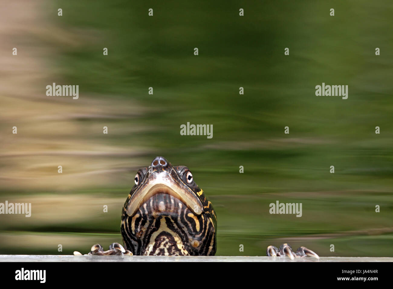 curious, nosey, nosy, sassy, obtrusive, brash, bold, disrespectful ...