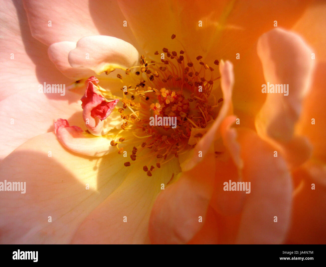 Luminous rose hi-res stock photography and images - Alamy