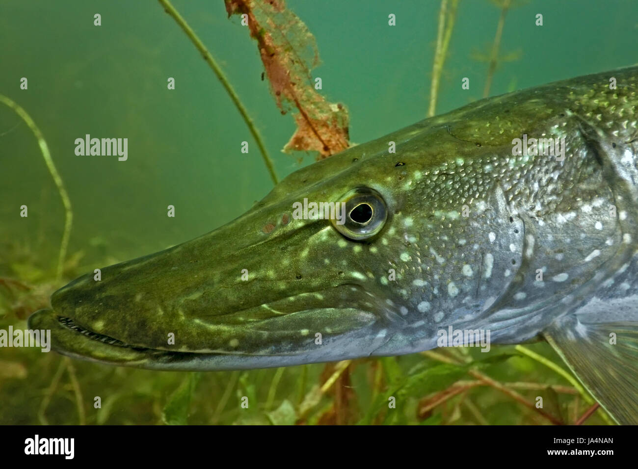 fish, underwater, predator, pike, fresh water, lake, inland water ...