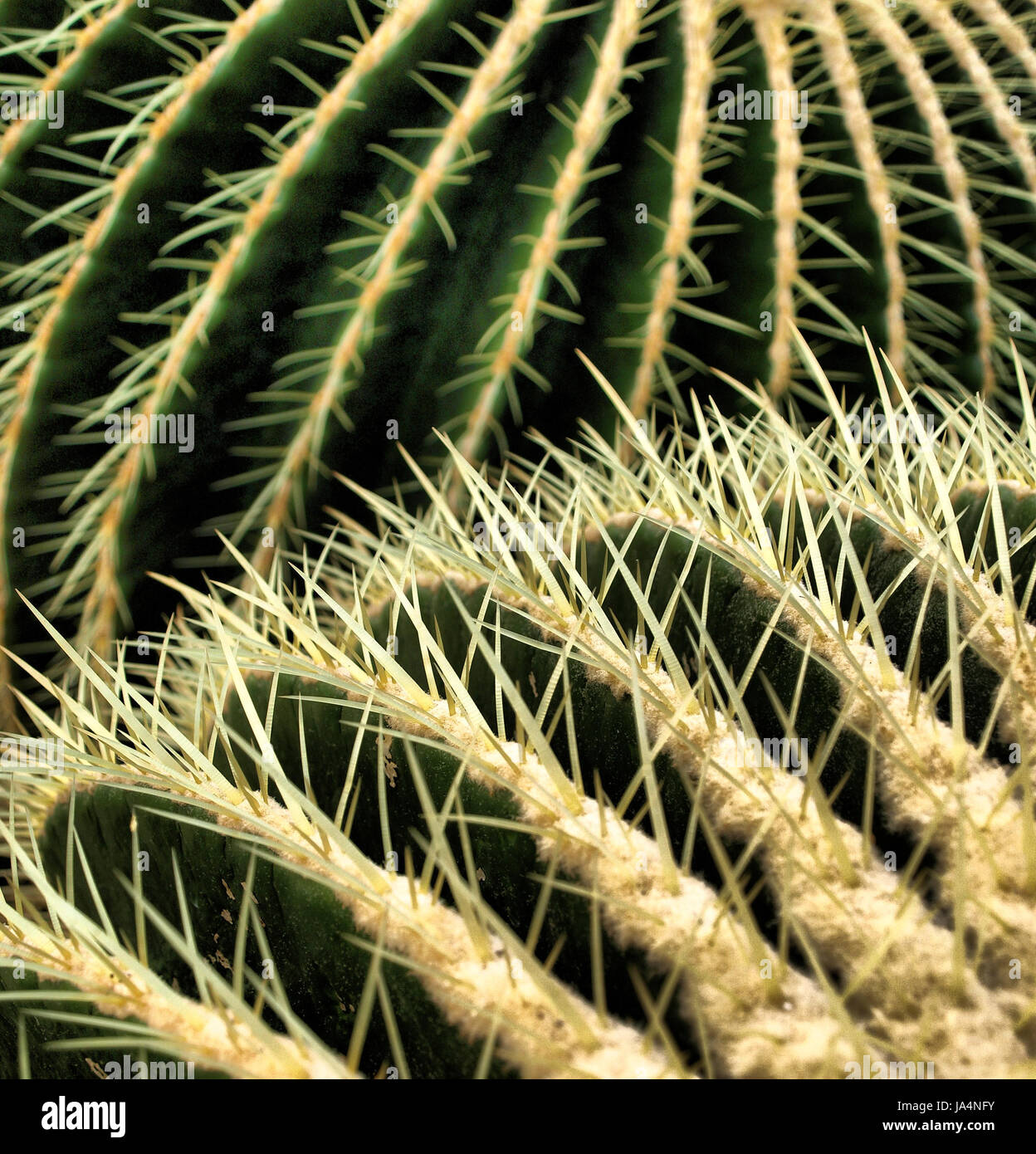 detail, prickle, cactus, thorn, spine, nature, natural, plant, detail ...