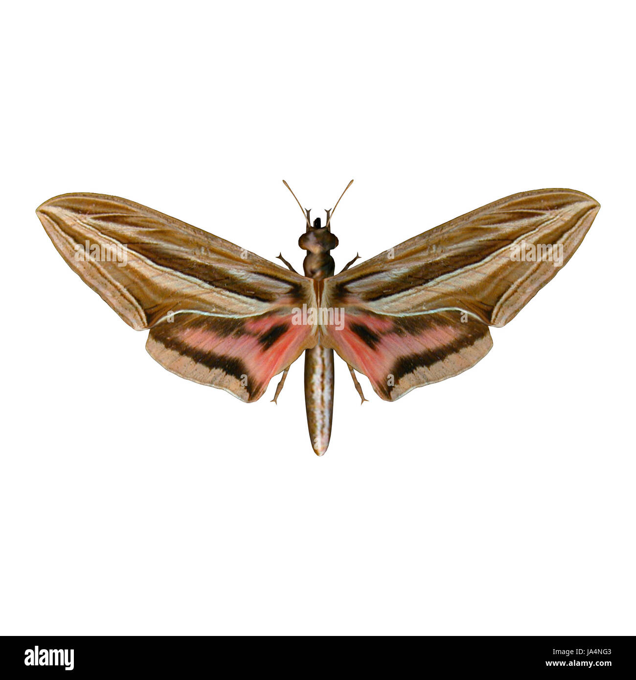 Vine hawk moth hi-res stock photography and images - Alamy