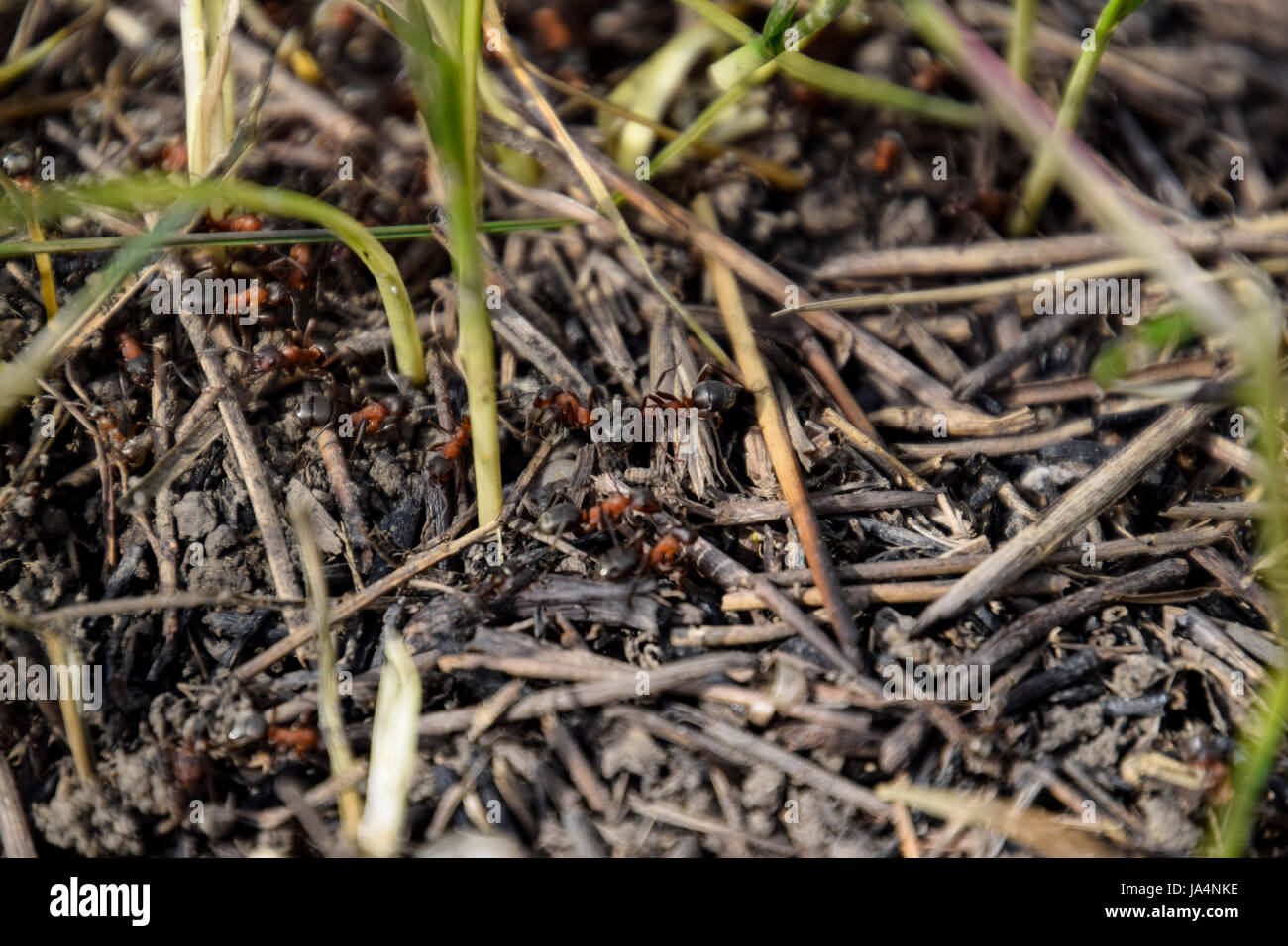 Ordinary ants on an anthill. Social insects Stock Photo - Alamy