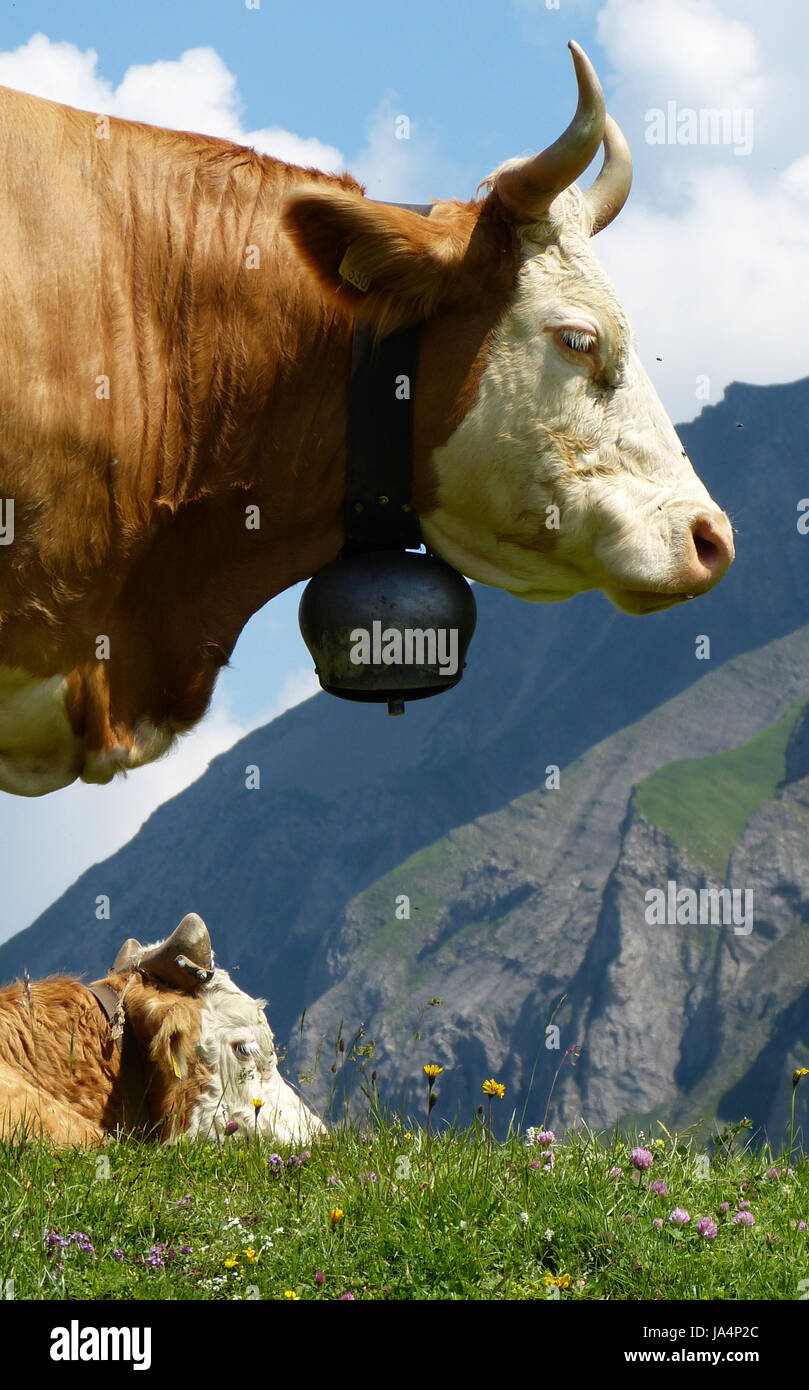 on the alm Stock Photo - Alamy