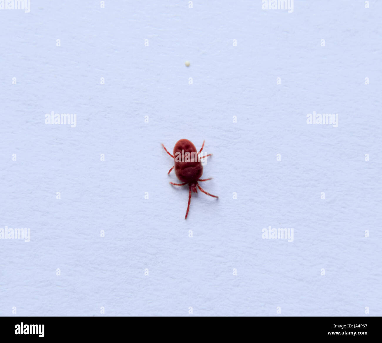 Red velvet mite on white sheet of paper. Macro shooting of velvet ...