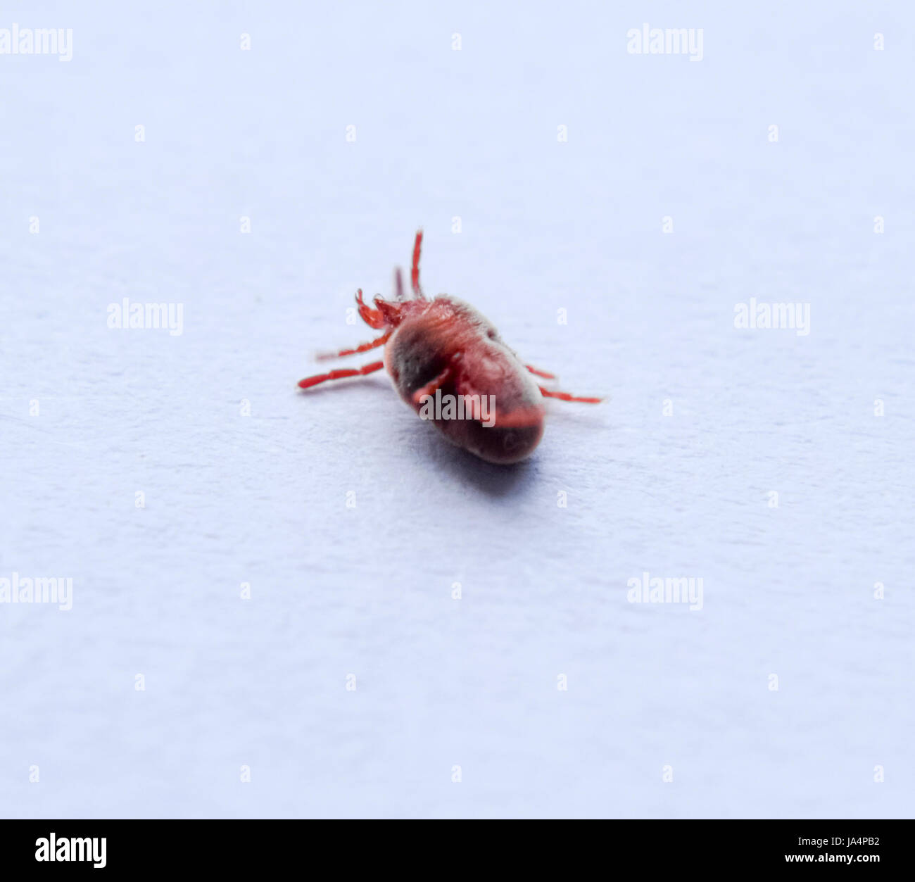 Red velvet mite on white sheet of paper. Macro shooting of velvet ...