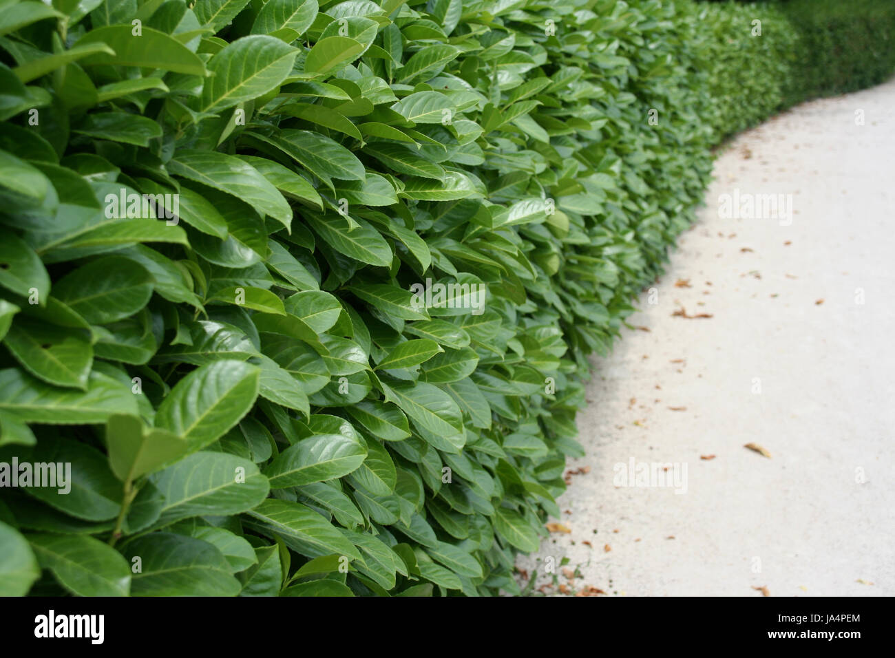 leaves, evergreen, bend, hedge, delimitation, cherry laurel, park ...