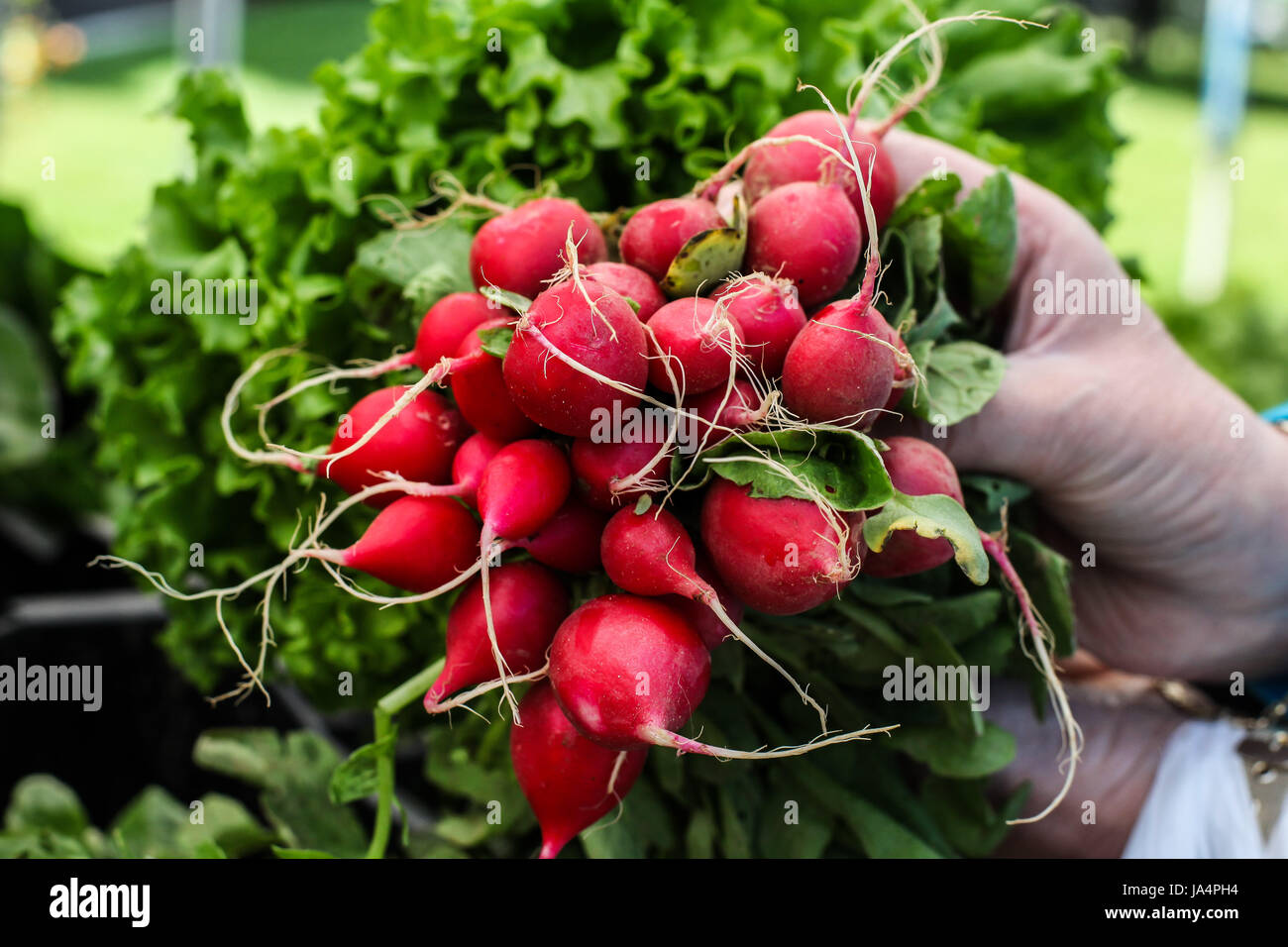 Hands holding fresh radish and lettuce Stock Photo - Alamy
