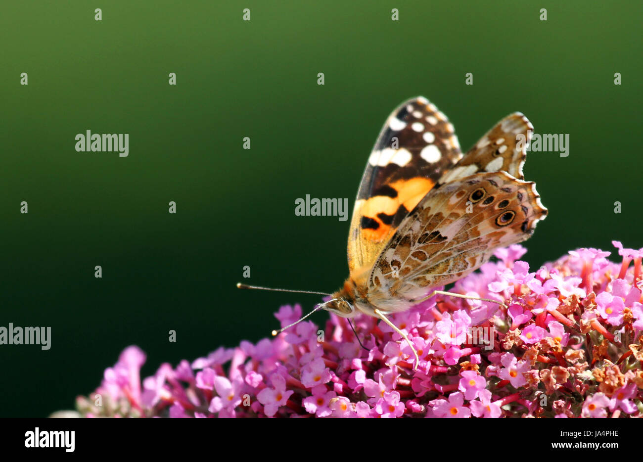 garden, wing, spring, moth, gardens, lilac, fly, flies, flys, flying ...