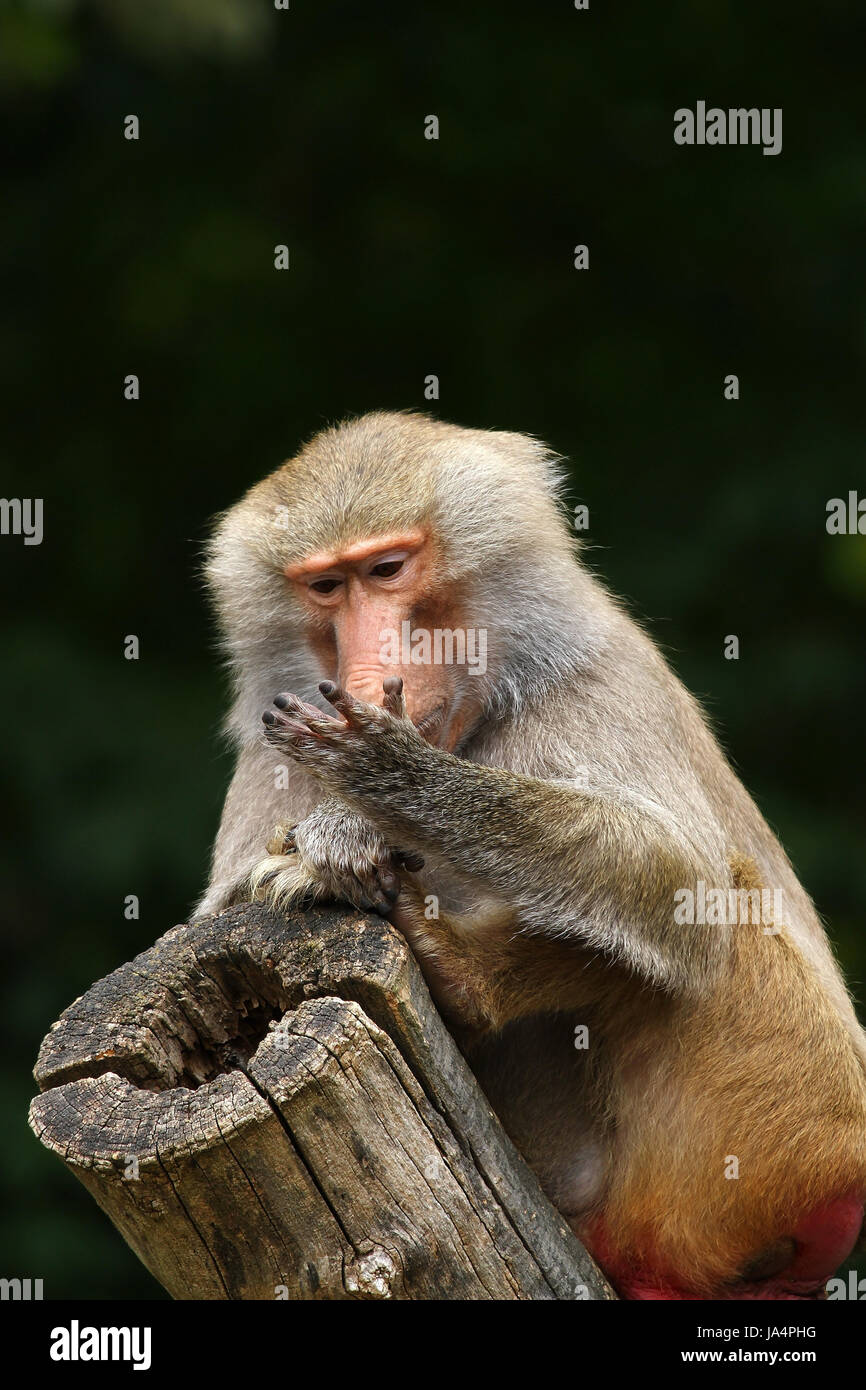 mammal, africa, portrait, monkey, baboon, game reserve, hand, finger ...