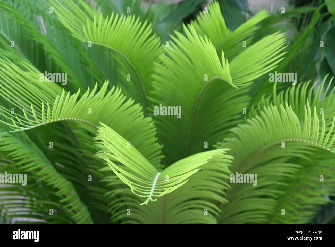 green, exotic, palm tree, tropical, plant, flora, botany, landscape ...