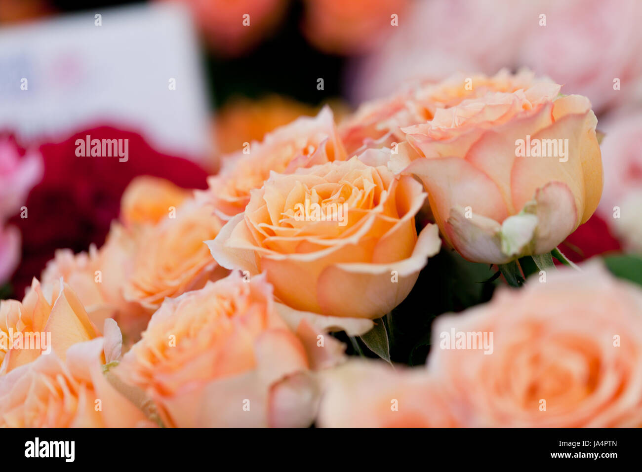 beautiful fresh colorful roses in the summer on the market Stock Photo ...