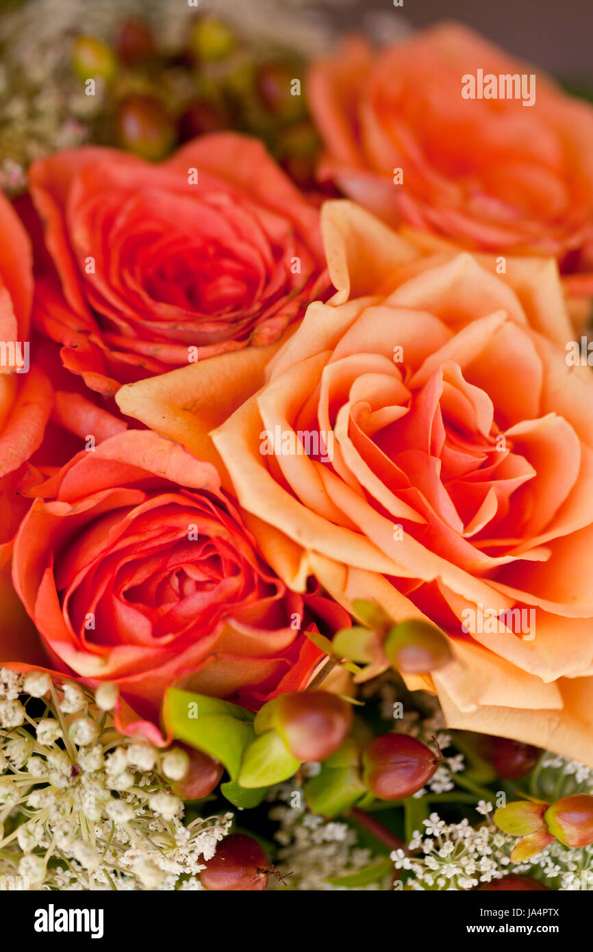 beautiful fresh colorful roses in the summer on the market Stock Photo ...