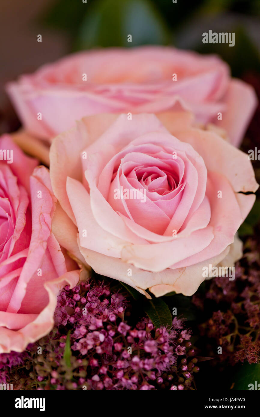 beautiful fresh colorful roses in the summer on the market Stock Photo ...