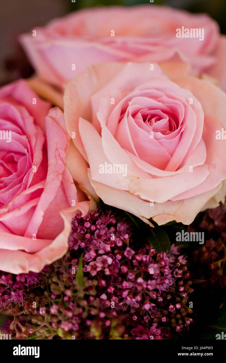 beautiful fresh colorful roses in the summer on the market Stock Photo ...