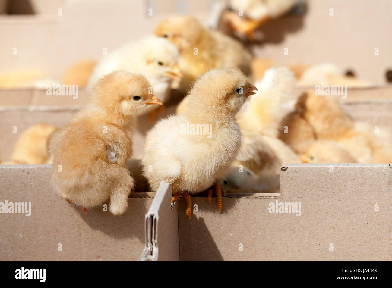 Little yellow chicks, Selective focus and small depth of field, lens ...