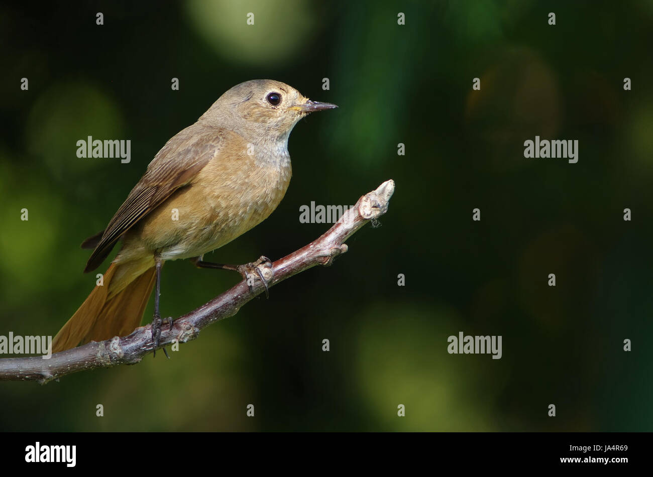 branch side view Stock Photo - Alamy
